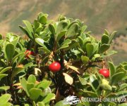 Cómo tomar gayuba o uva de oso: preparados – Botanical-online