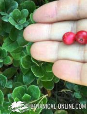 Propiedades de la gayuba – Botanical-online