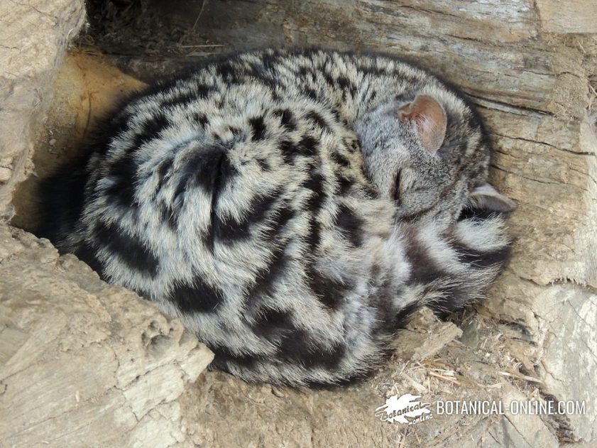 Características de la gineta – Botanical-online