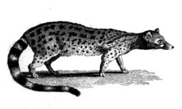 Características de la gineta – Botanical-online