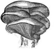 Clasificación de los tipos de setas – Botanical-online