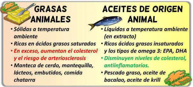 Diferencias entre aceites y grasas animales – Botanical-online