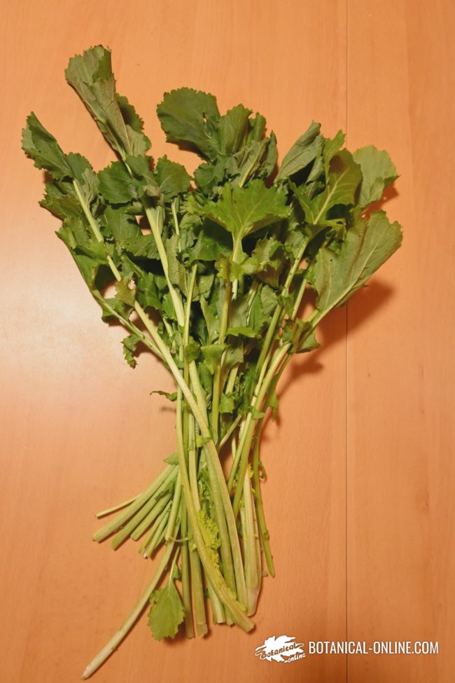 Propiedades de los nabos – Botanical-online