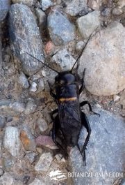 Reproducción de los grillos – Botanical-online