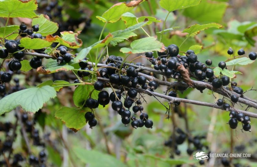 Características del grosellero negro – Botanical-online