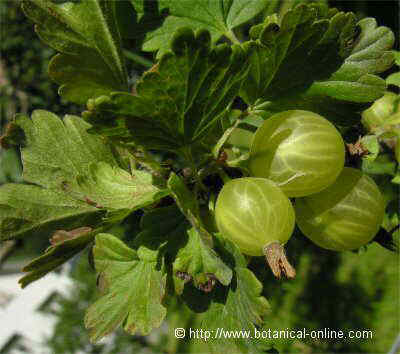 Variedades de grosellas – Botanical-online