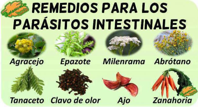 Plantas medicinales para las lombrices intestinales – Botanical-online