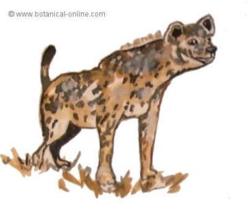 Características de las hienas – Botanical-online