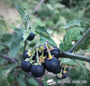 Frutos silvestres tóxicos de color negro – Botanical-online