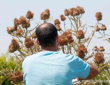 Tipos de cuajo naturales y vegetales – Botanical-online