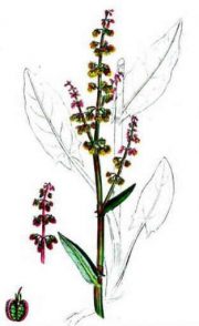 Propiedades de la acedera – Botanical-online