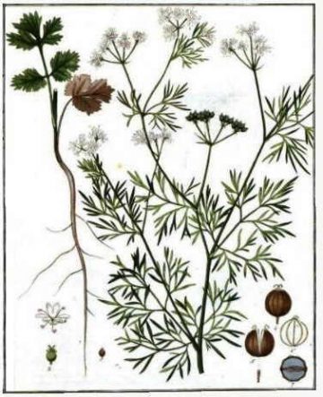 Características del coriandro – Botanical-online