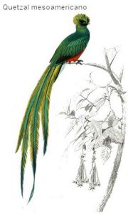 Alimentación del quetzal – Botanical-online