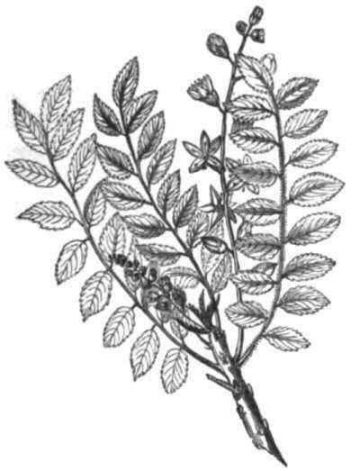 Propiedades de los bledos – Botanical-online