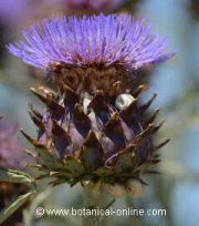 Tipos de inflorescencias – Botanical-online