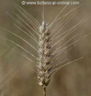 Tipos de inflorescencias – Botanical-online