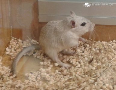 Cuidados y cría del jerbo – Botanical-online