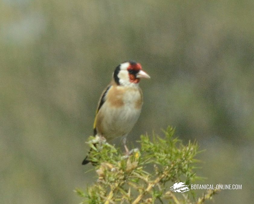 Tipos de tarántulas – Botanical-online