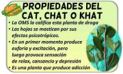 Propiedades del Khat (Catha edulis) – Botanical-online