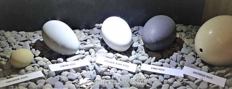 Características del ave kiwi y todas sus curiosidades – Botanical-online