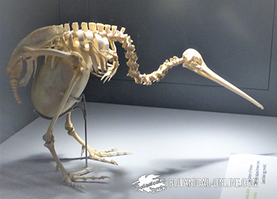 Características del ave kiwi y todas sus curiosidades – Botanical-online