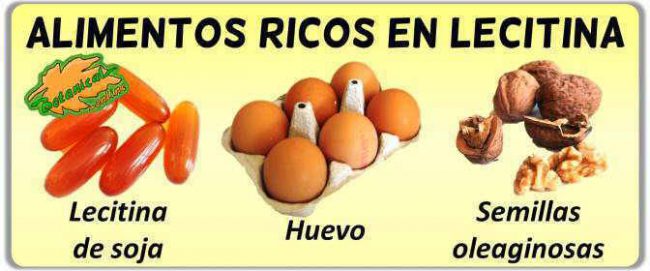 Alimentos ricos en lecitina – Botanical-online