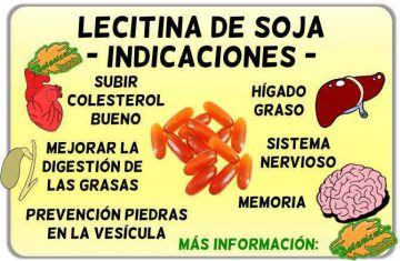 Propiedades de la lecitina de soja – Botanical-online