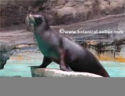 Diferencias entre el león marino y la foca común – Botanical-online