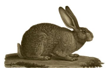 Dónde vive la liebre – Botanical-online