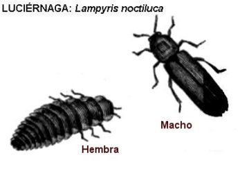 Características de la luciérnaga – Botanical-online