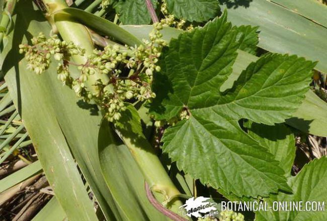 El cultivo del lúpulo – Botanical-online