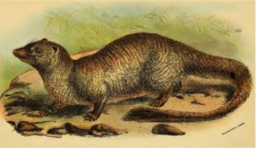 Características de las mangostas – Botanical-online