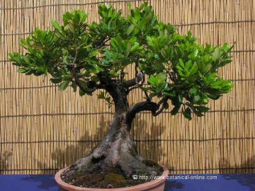 Madroño – bonsái – Botanical-online