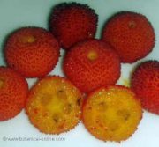 Fruto del madroño – Botanical-online