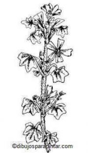 Características de la malva – Botanical-online