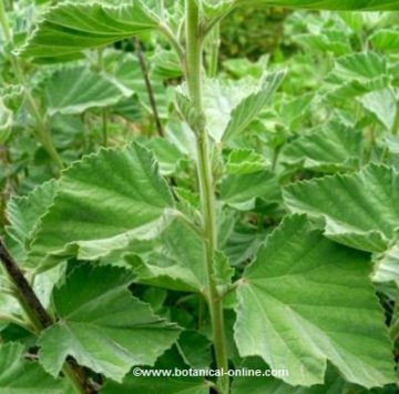 Fotos de malvavisco – Botanical-online