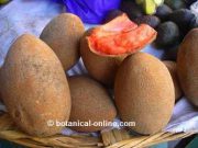 Características del mamey – Botanical-online
