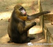 Características del mandril – Botanical-online