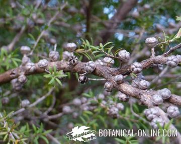 Fotos de la Manuka – Botanical-online