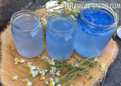 Características de la manzanilla – Botanical-online