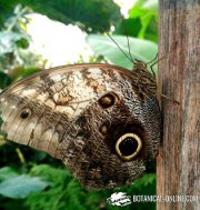 Características de la mariposa búho – Botanical-online