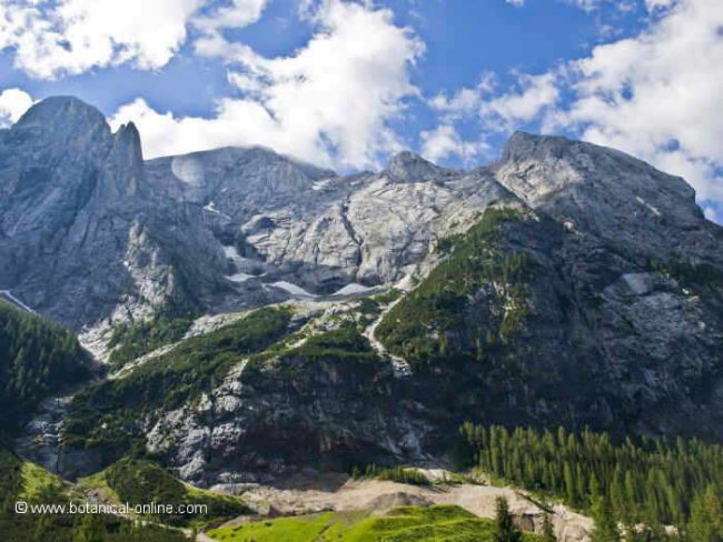 Viaje por la Marmolada – Botanical-online