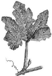 Características de la calabacera – Botanical-online