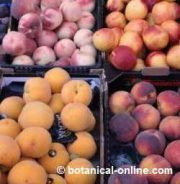 Propiedades de los melocotones – Botanical-online