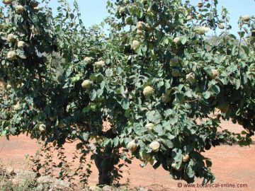 Características del membrillero – Botanical-online