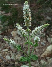 Mentha rotundifolia – Menta de burro – Botanical-online