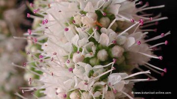 Mentha rotundifolia – Menta de burro – Botanical-online