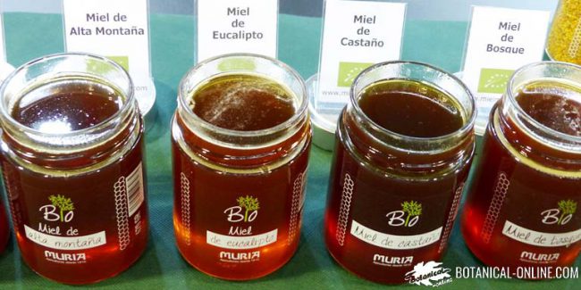 Alimentos ricos en cloro – Botanical-online