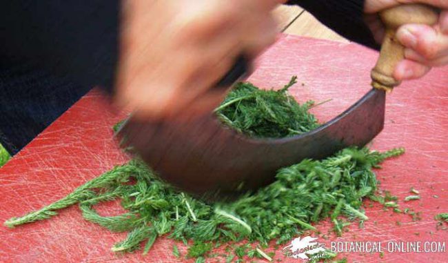 Plantas medicinales diuréticas – Botanical-online