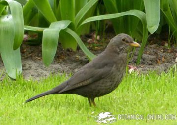 Características del mirlo – Botanical-online